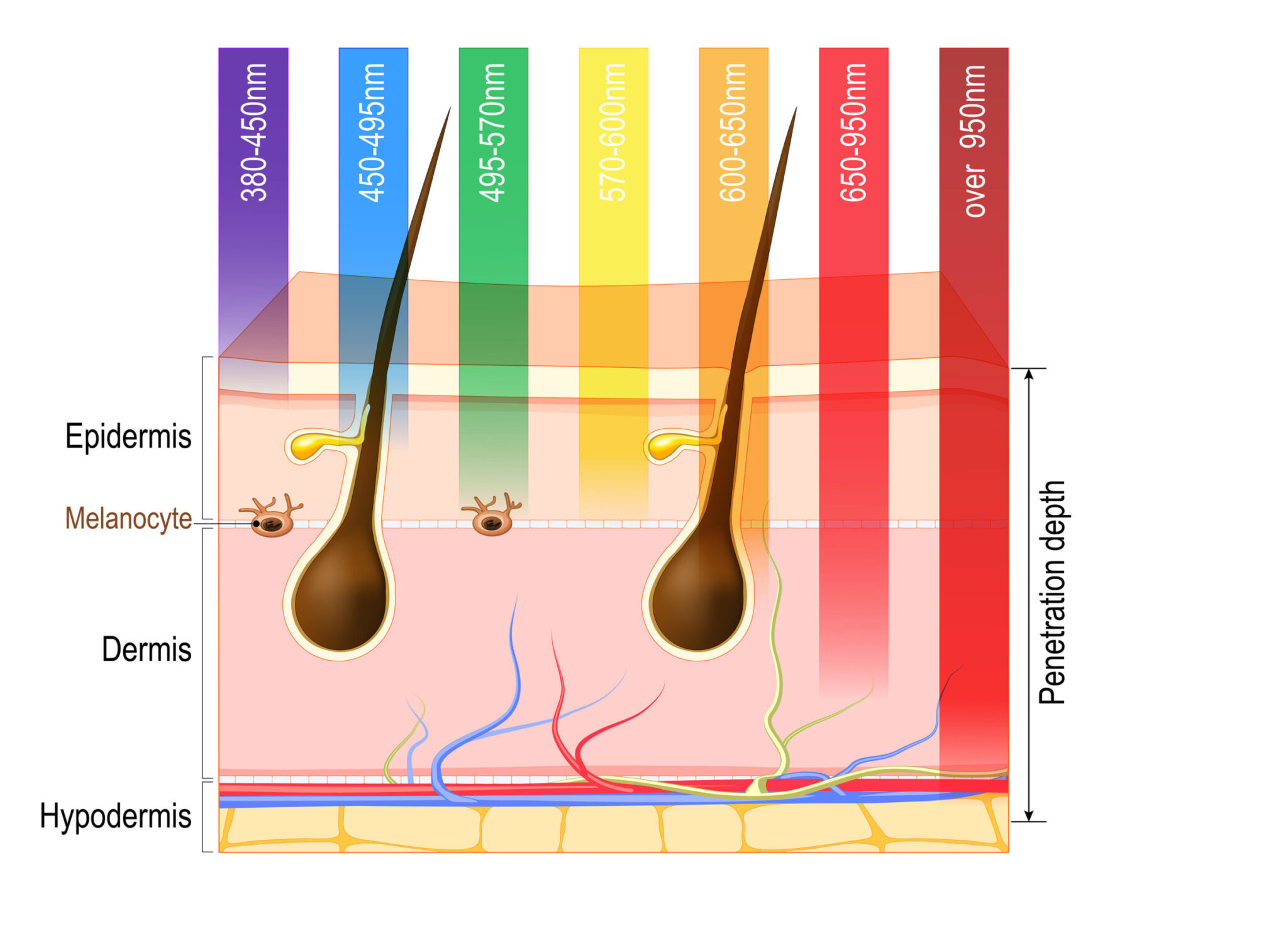 Sunlight-Part 1: Why a Balanced Approach is Essential - A Health Guide