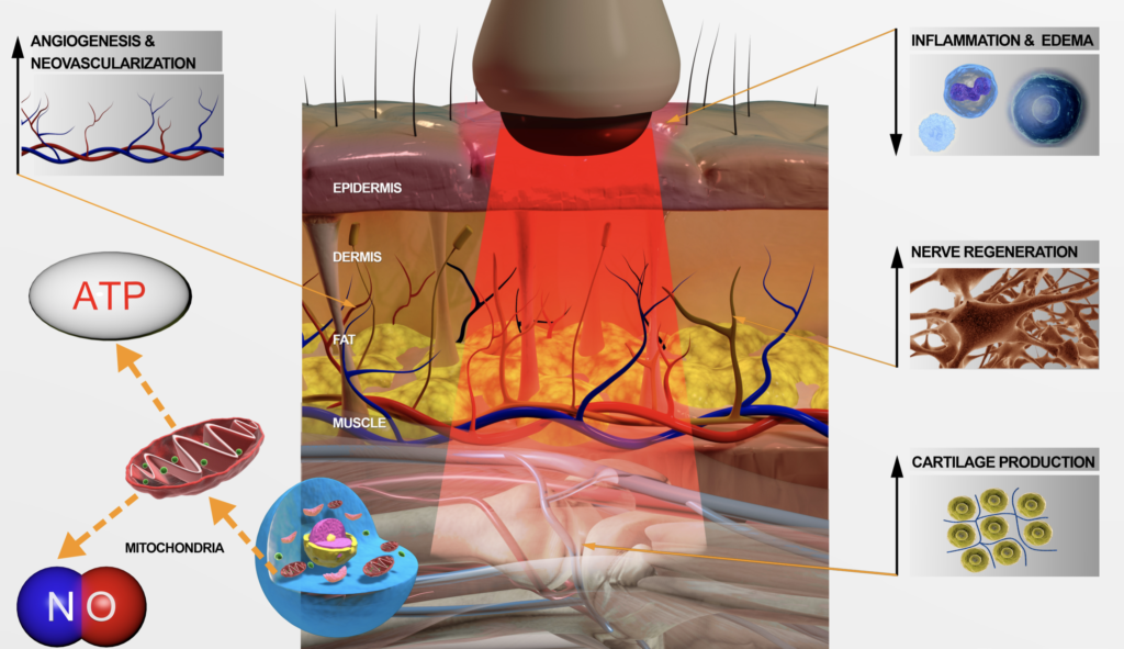 Sunlight-Part 1: Why a Balanced Approach is Essential - A Health Guide